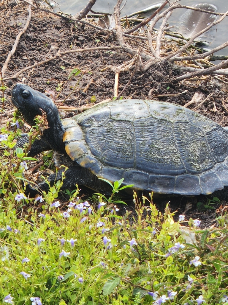 Pond Slider from St. Petersburg, FL 33716, USA on October 26, 2022 at ...