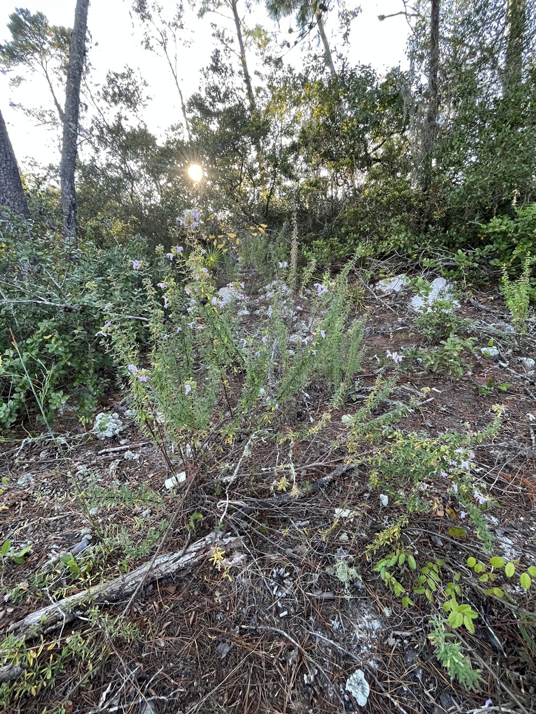 Etonia Rosemary in October 2022 by Ben Rangel · iNaturalist