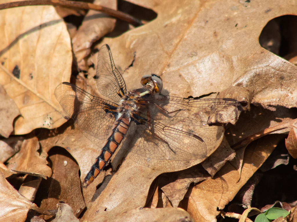 Blue Corporal from Anne Arundel County, MD, USA on April 22, 2022 at 02 ...