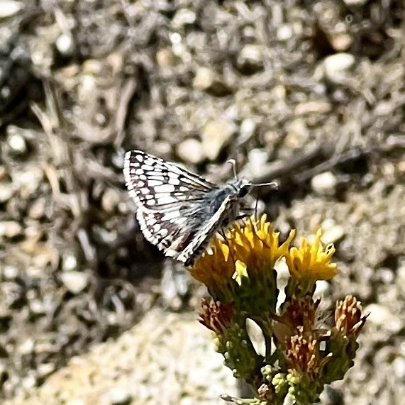 White Checkered-Skipper from Sand to Snow National Monument, Morongo ...
