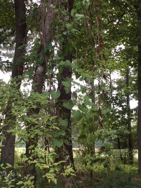 woolly Dutchman's pipe from Point Mallard on August 25, 2018 at 02:00 ...