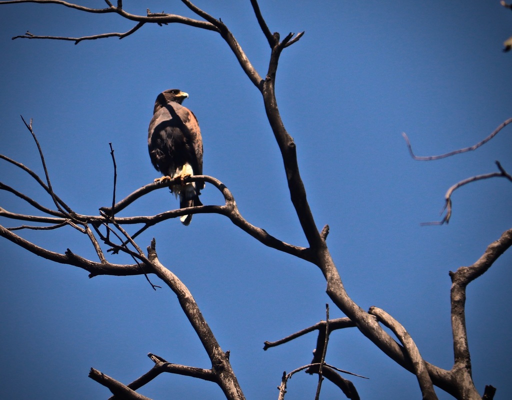 Harris's Hawk from Glorieta de Vaqueritos, Ciudad de México, CDMX ...