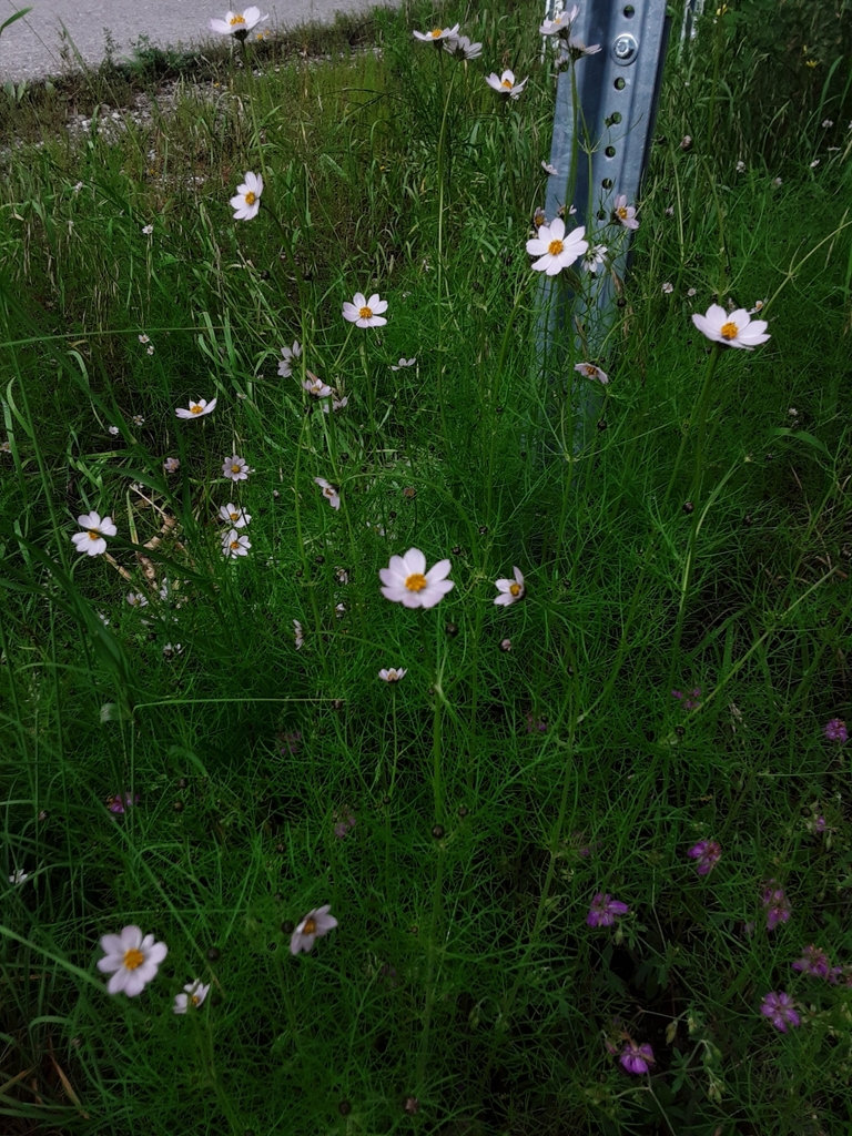 Cosmos from Mt Lemmon, AZ 85619, USA on August 26, 2022 at 09:48 AM by ...