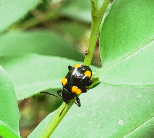 Genus Callisina · iNaturalist