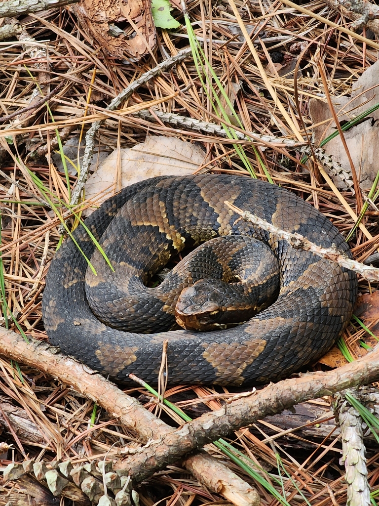 Northern Cottonmouth from Lillington, NC 27546, USA on October 2, 2022 ...