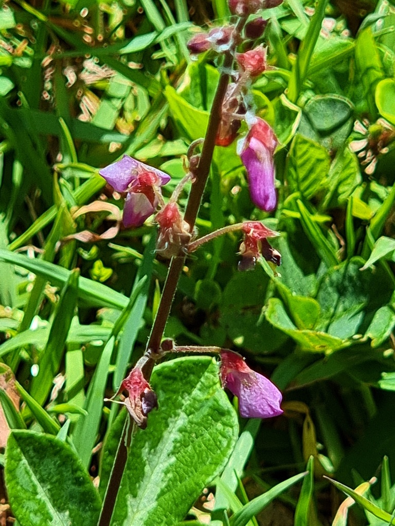 creeping beggarweed from Gold Coast QLD, Australia on October 26, 2022 ...