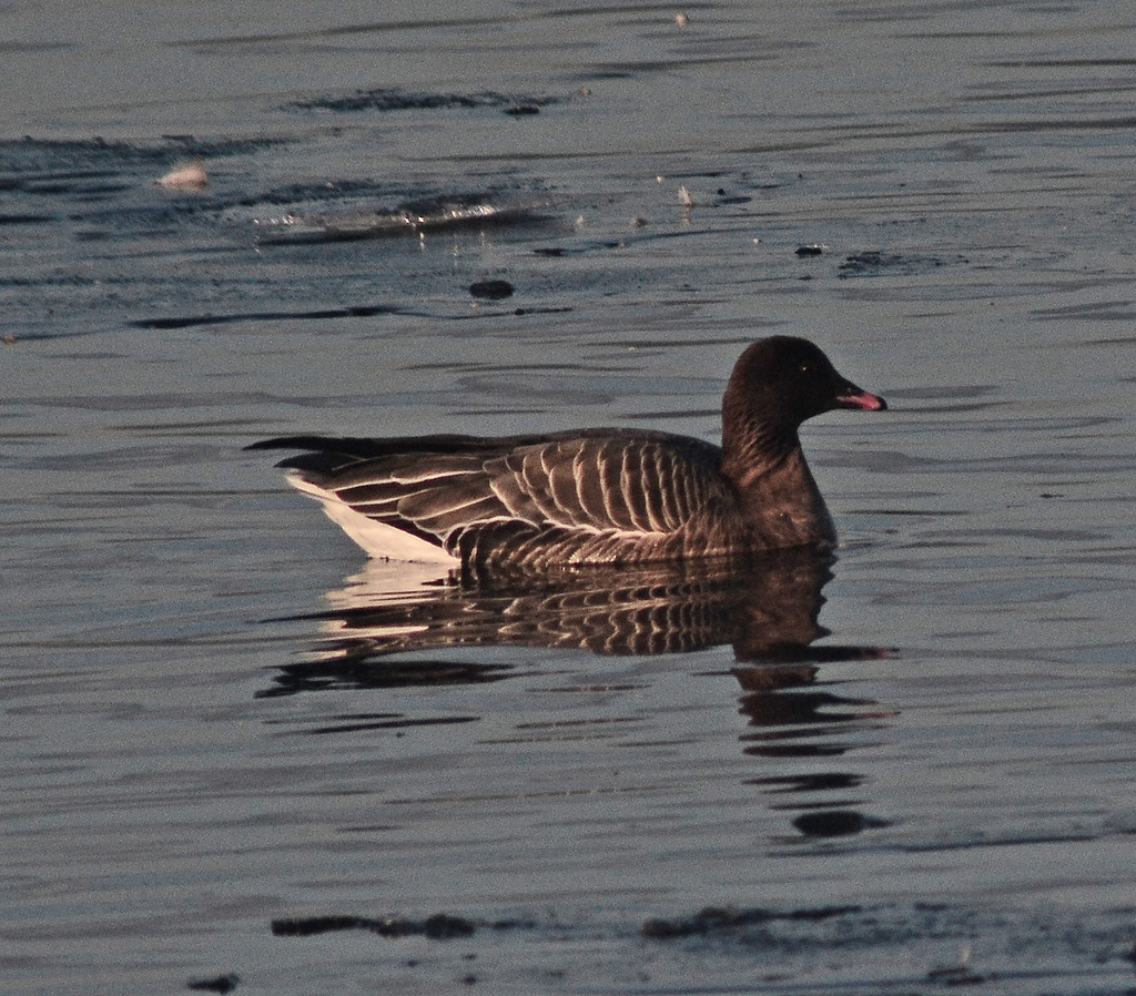 Pink-footed Goose from Colorado, USA on January 10, 2019 at 09:02 AM by ...