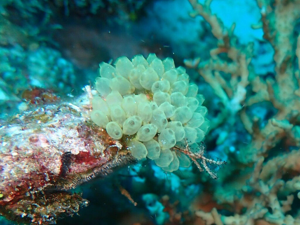 Perophora modificata from Timba Timba Island, Malaysia on October 09 ...