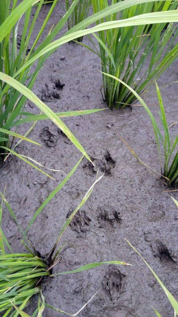 Crab-eating Mongoose in September 2022 by 吳侑庭. 動物足跡 · iNaturalist