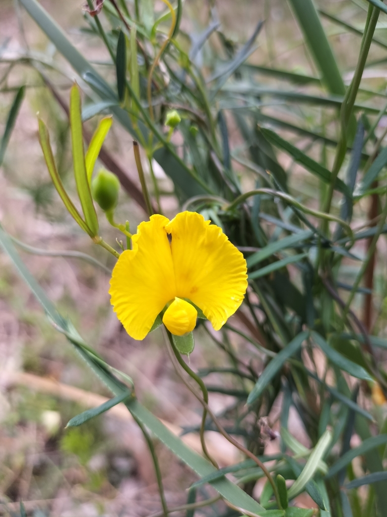 Twining Gompholobium from Kalgan WA 6330, Australia on October 27, 2022 ...
