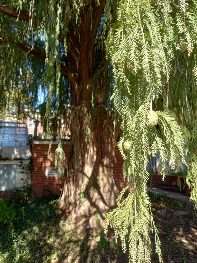 baldcypresses from University of Louisiana at Lafayette on October 26 ...