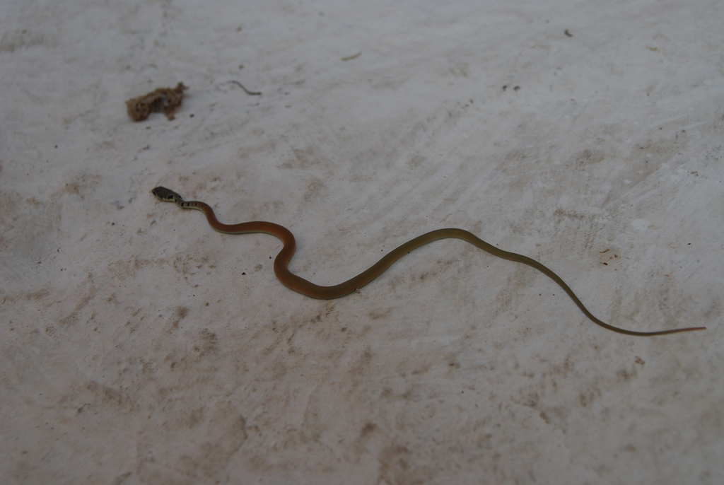 Dahl's Whip Snake from Southern Aegean, Greece on September 6, 2009 at ...