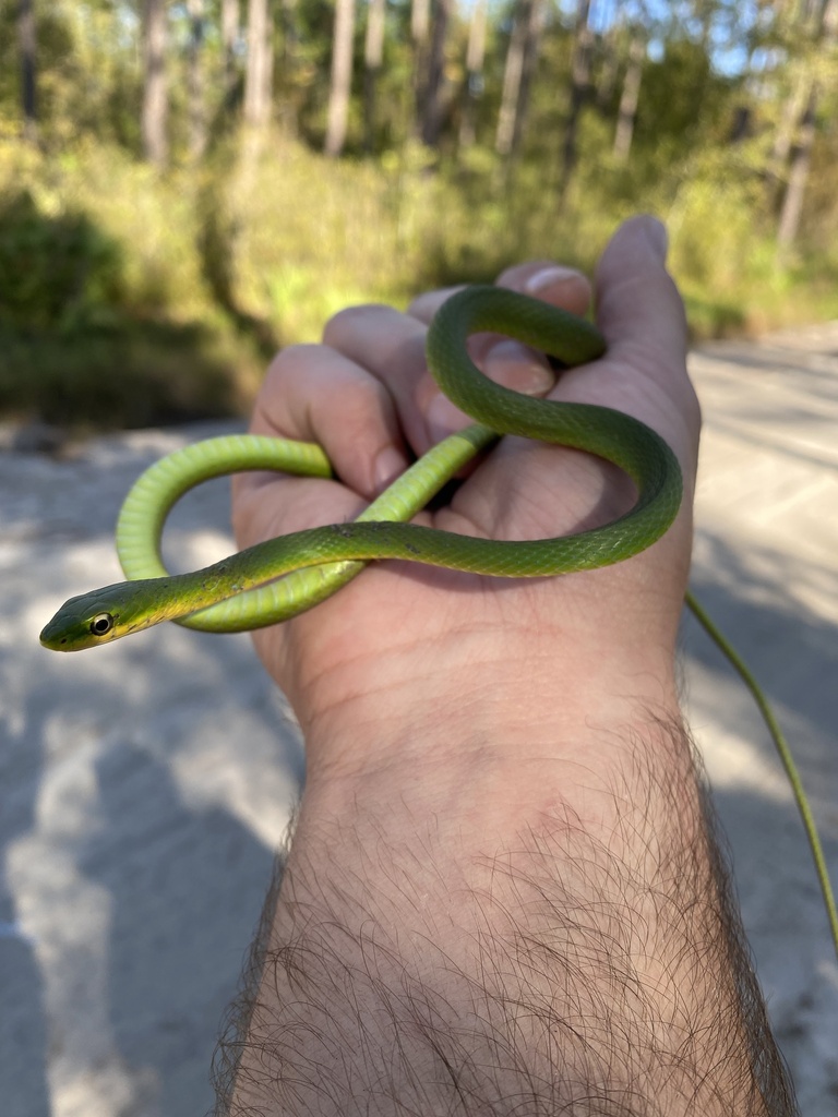 Rough Greensnake from Eight Mile Still Rd, Homerville, GA, US on ...