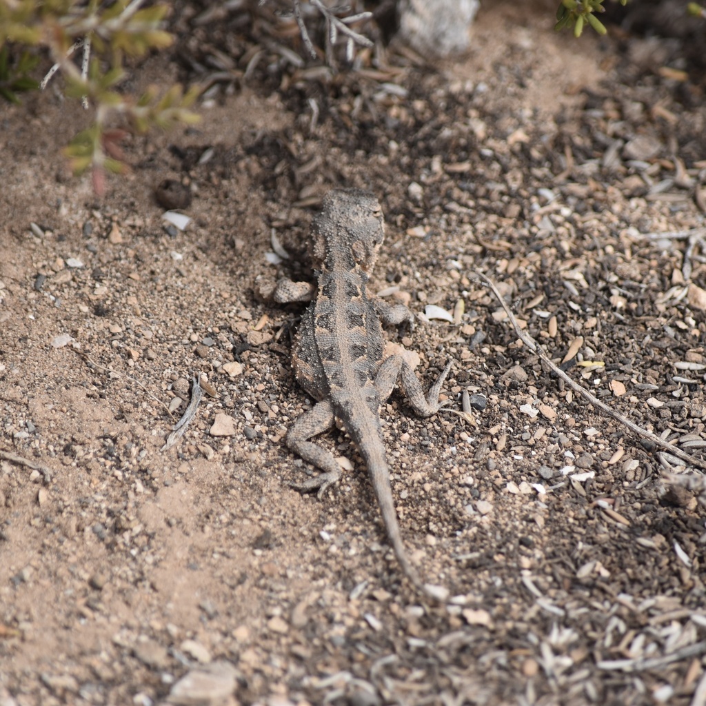 Bight Heath Dragon from Nullarbor National Park, Nullarbor, SA, AU on ...