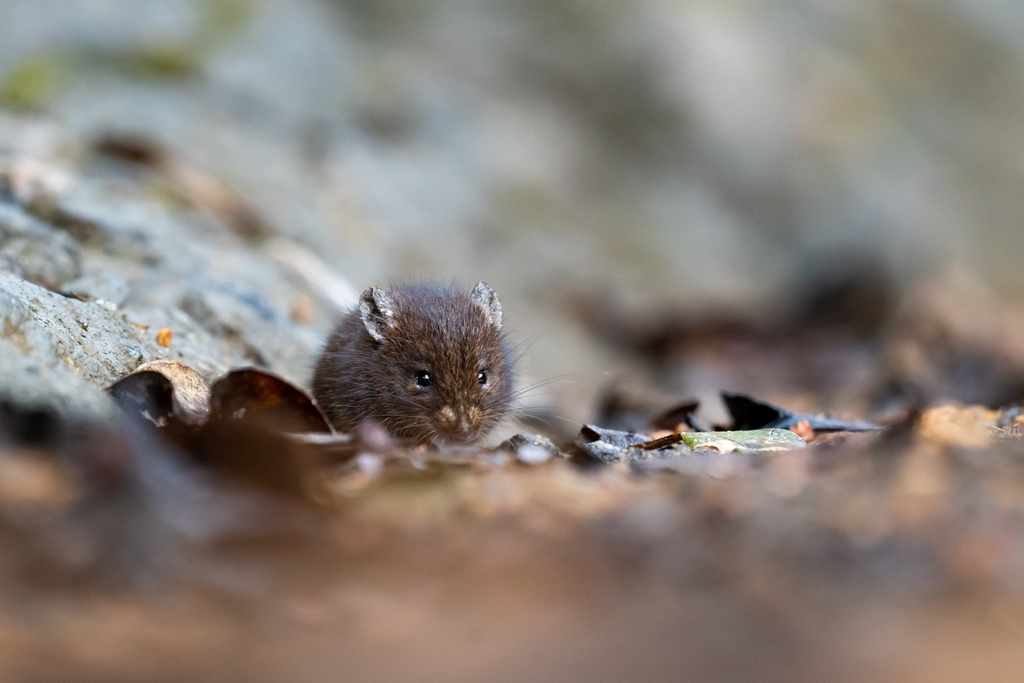 Bonhote’s Mouse (Mus famulus) - Know Your Mammals