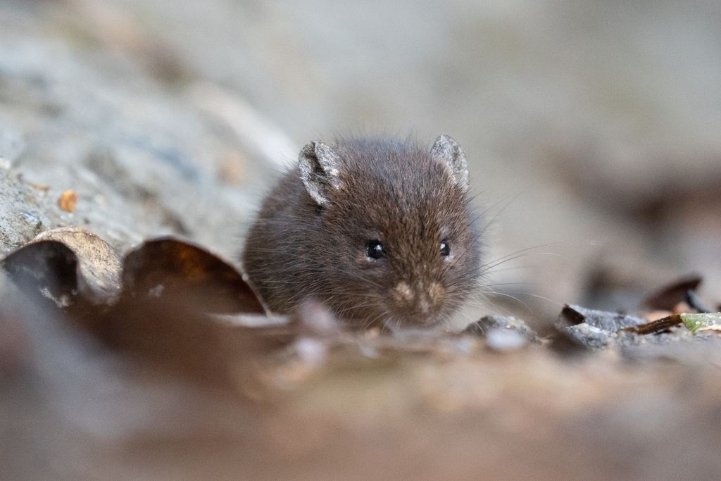 Bonhote’s Mouse (Mus famulus) - Know Your Mammals