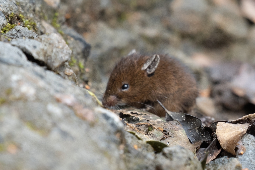 Bonhote’s Mouse (Mus famulus) - Know Your Mammals