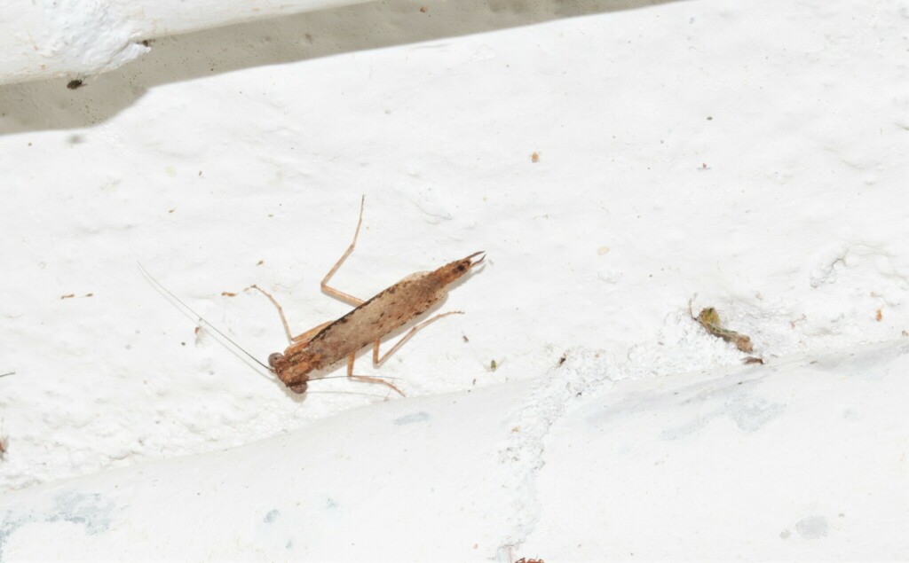 Amorphoscelis annulicornis from Bheemili, Q9JP+J29, Road, Rushikonda ...