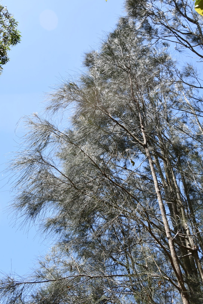 Swamp sheoak from Carrara, QLD, AU on October 27, 2022 at 11:10 AM by ...
