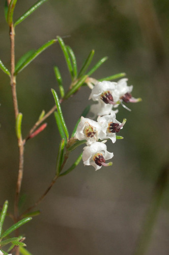 Erica oliveri · NaturaLista Colombia