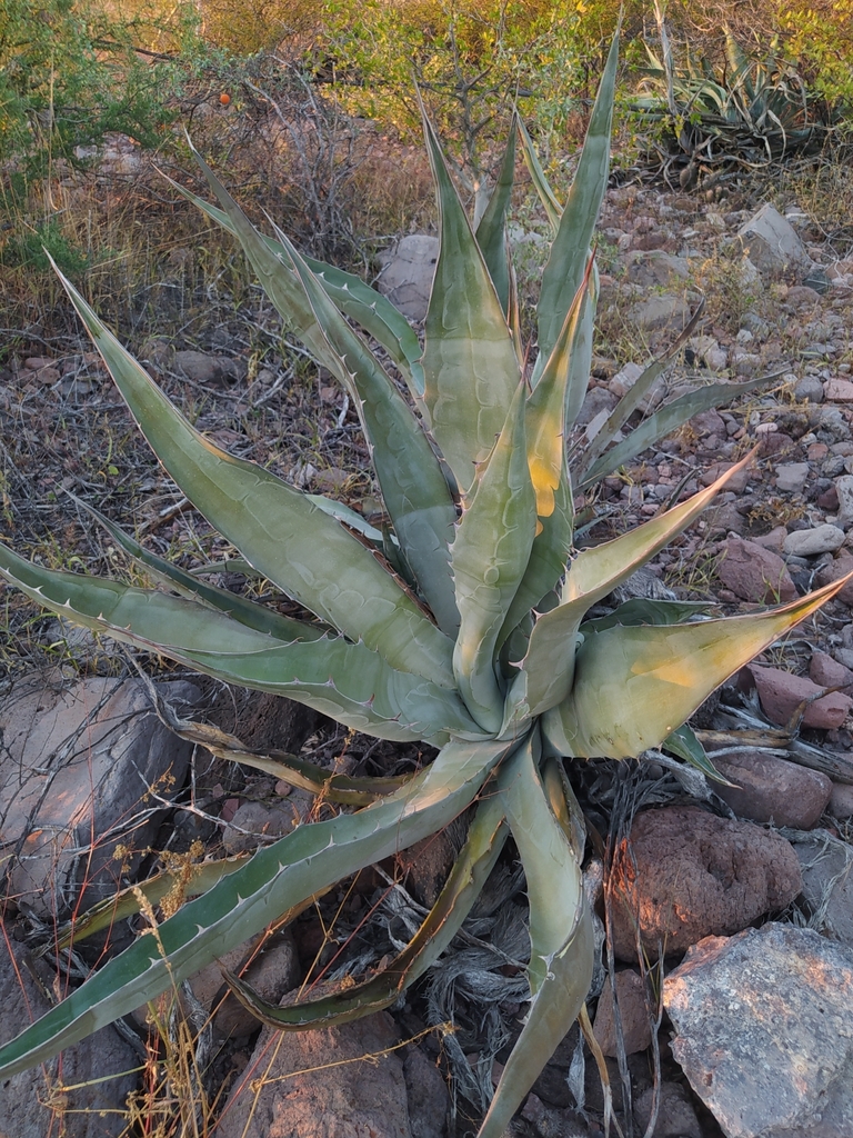 Agave sobria roseana from La Paz, B.C.S., México on October 26, 2022 at ...