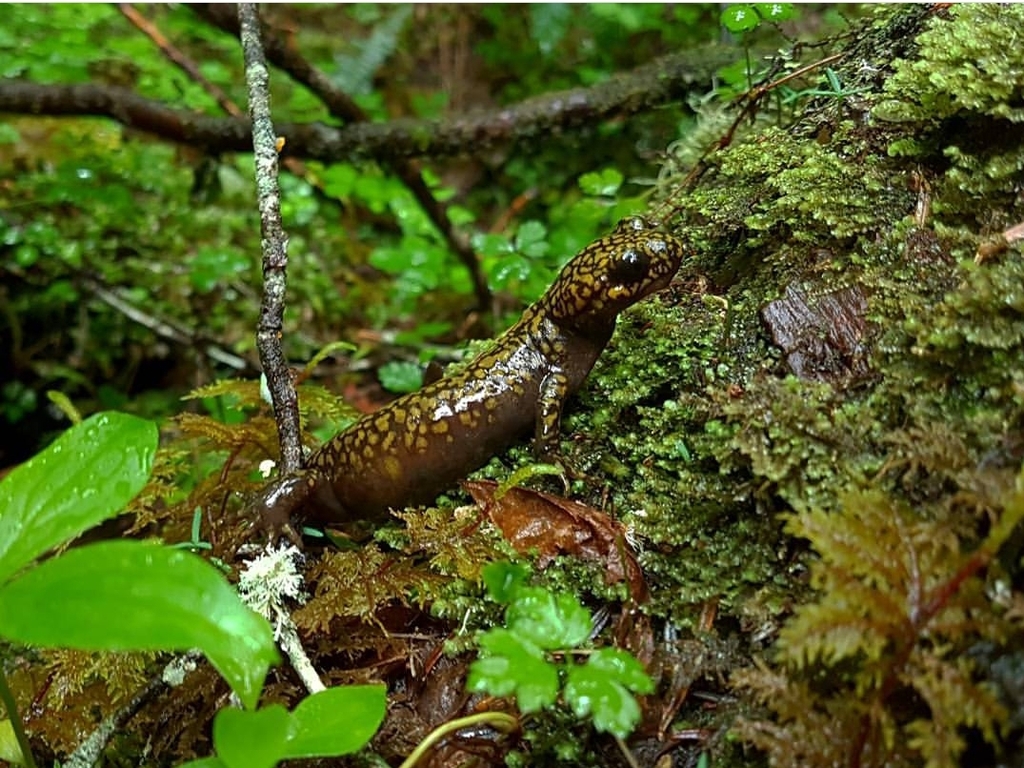 Northwestern Salamander from Mount Waddington D, BC, Canada on June 1 ...
