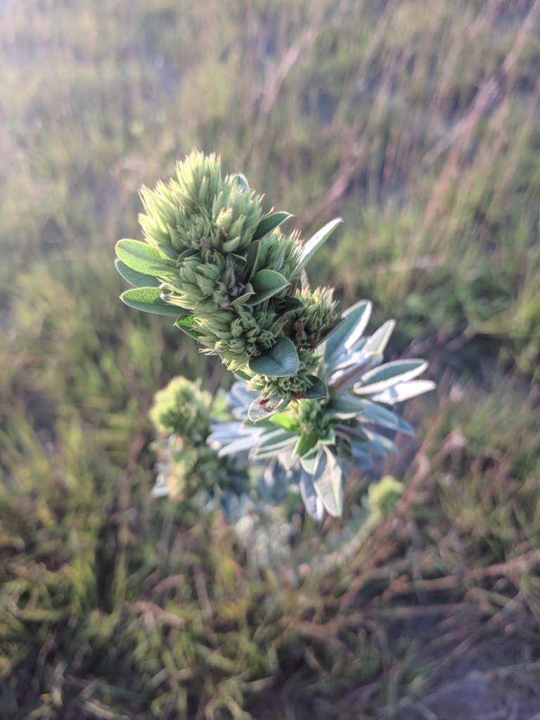round-headed bush clover from Mansfield Center, Mansfield, CT, USA on ...