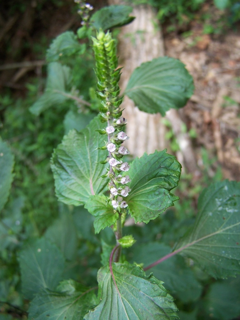 beefsteak plant from John R Junkin Dr, Natchez, MS, US on September 7 ...