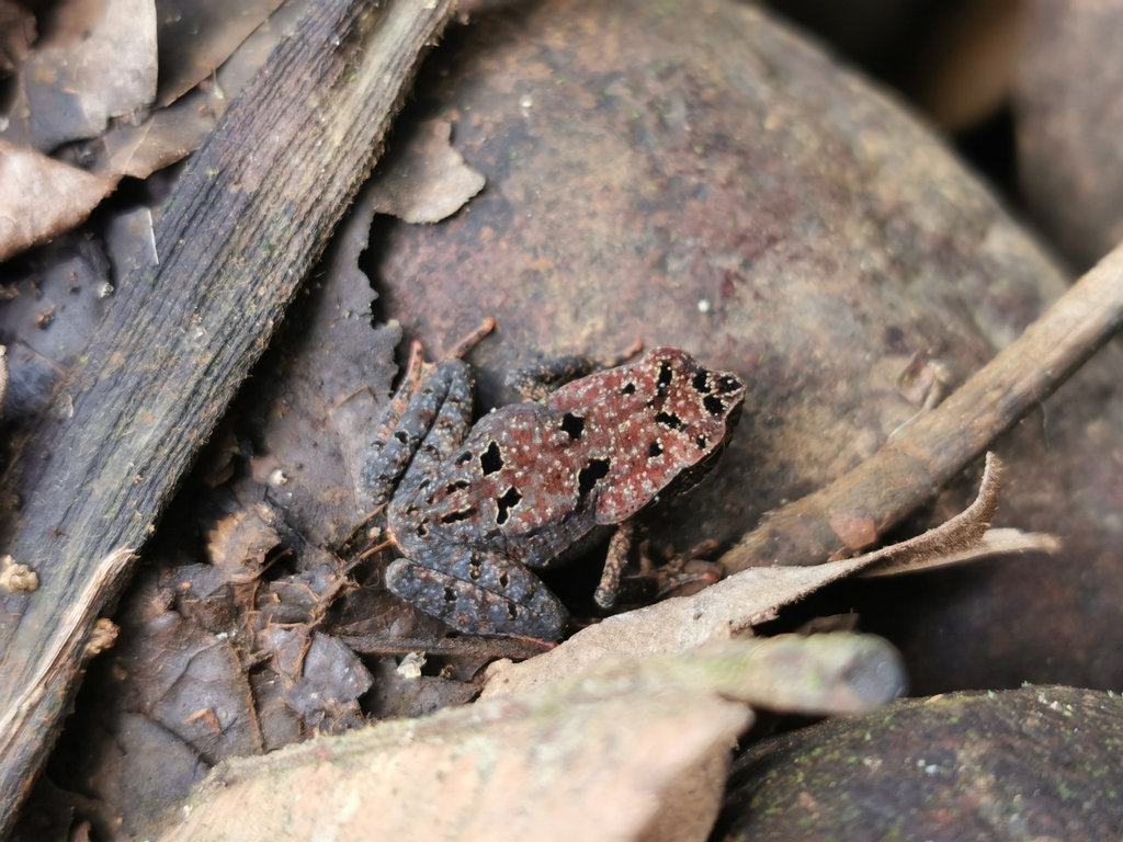 Beaked Toads from Puerto Quito on October 1, 2022 at 12:29 PM by ...