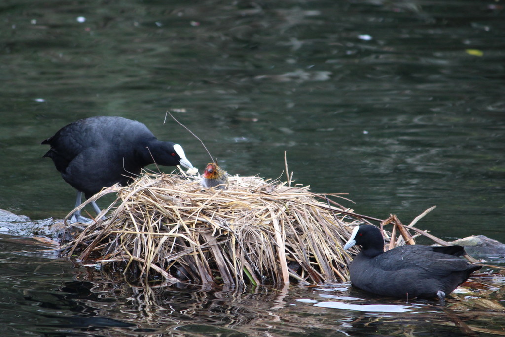 Australasian Coot from western springs auckland on September 17, 2015 ...