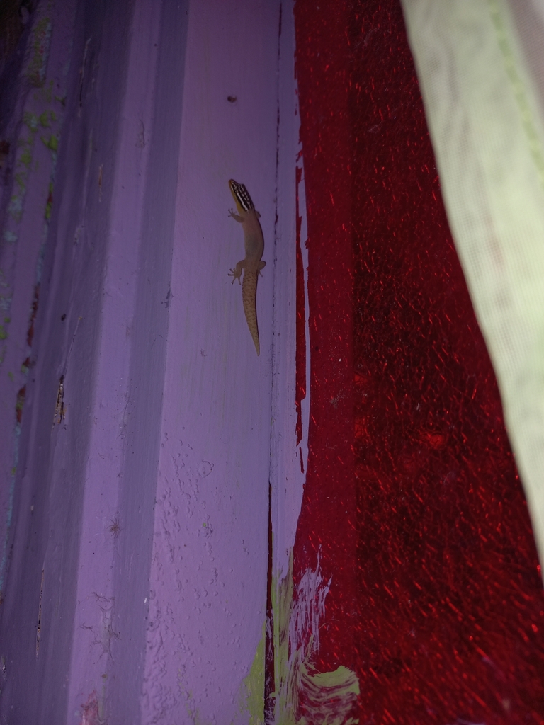Tobago Least Gecko from Palo Seco, Trinidad and Tobago on October 27 ...