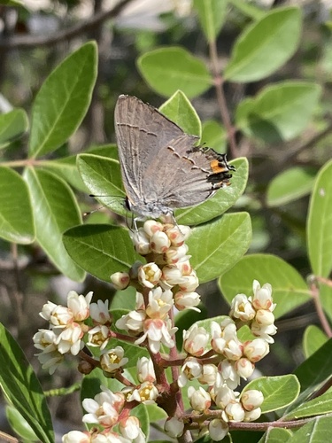 Observations by jrich_tx · iNaturalist