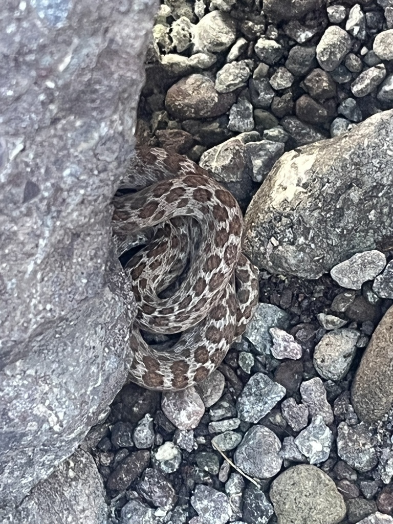 Baja California Night Snake from Loreto, BCS, MX on October 23, 2022 at ...