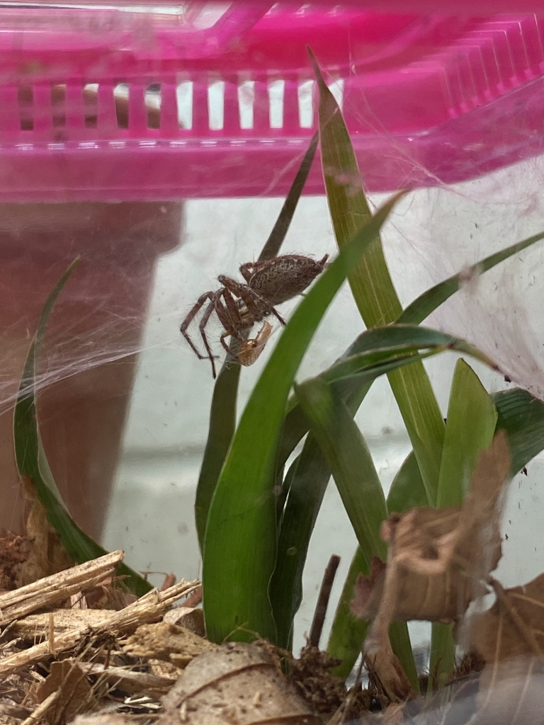 Grass Spiders from University of Regina, Regina, SK, CA on October 27 ...