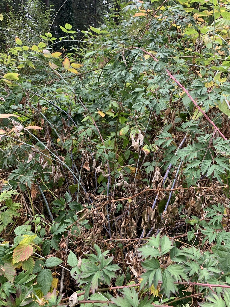 whitebark raspberry from 58th Ave S, Auburn, WA, US on October 27, 2022 ...