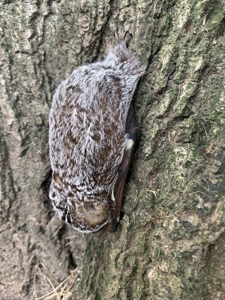 Northern Hoary Bat from Magnolia Playfield, Seattle, WA, US on October ...