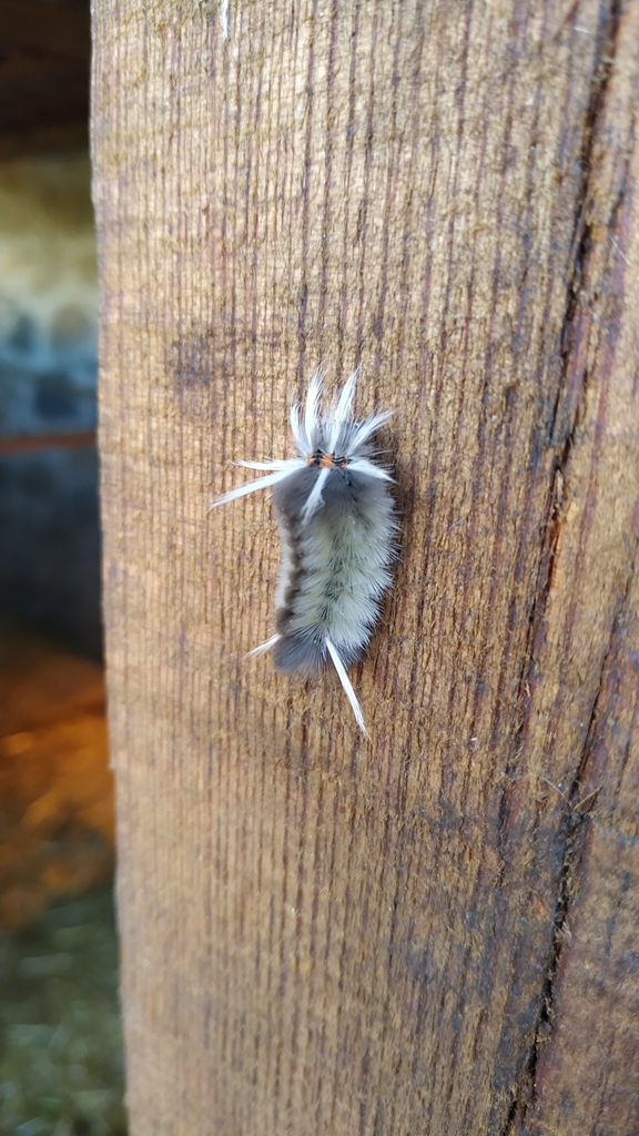 Polillas de macollo desde Santa Cecilia Tepetlapa, Ciudad de México ...
