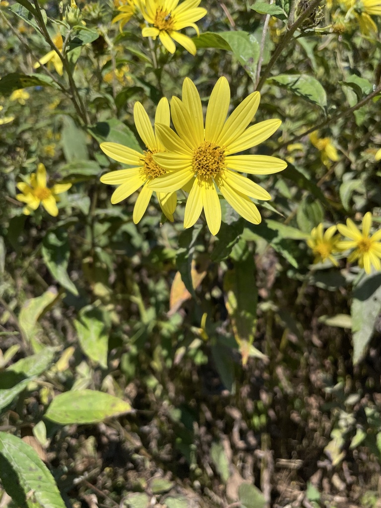 pale sunflower from University of Delaware, Newark, DE, US on September ...