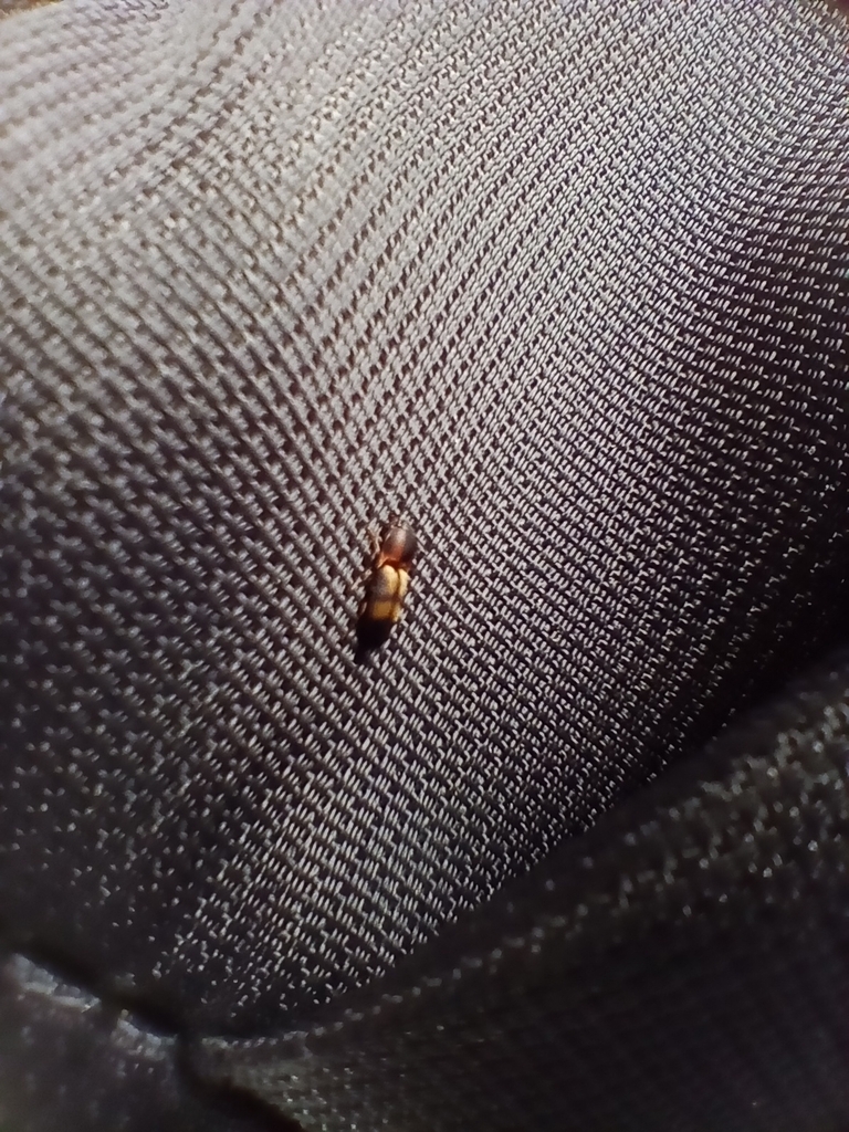 Abelater pictus from W8PW+X33, Bansir Laut, Pontianak Tenggara ...