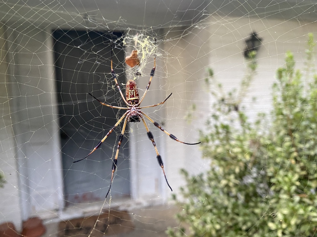 Golden Silk Spider from Sumac Dr, Madison, MS, US on October 22, 2022 ...