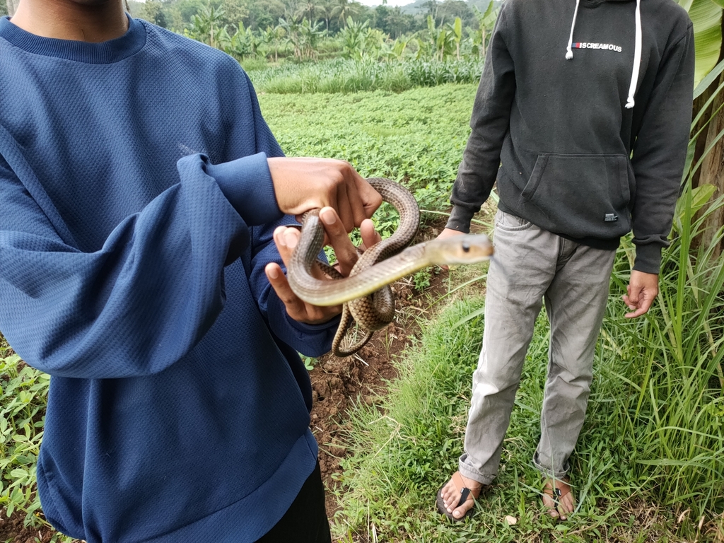Indo-Chinese Rat Snake in October 2022 by Saiful Kurniawan · iNaturalist