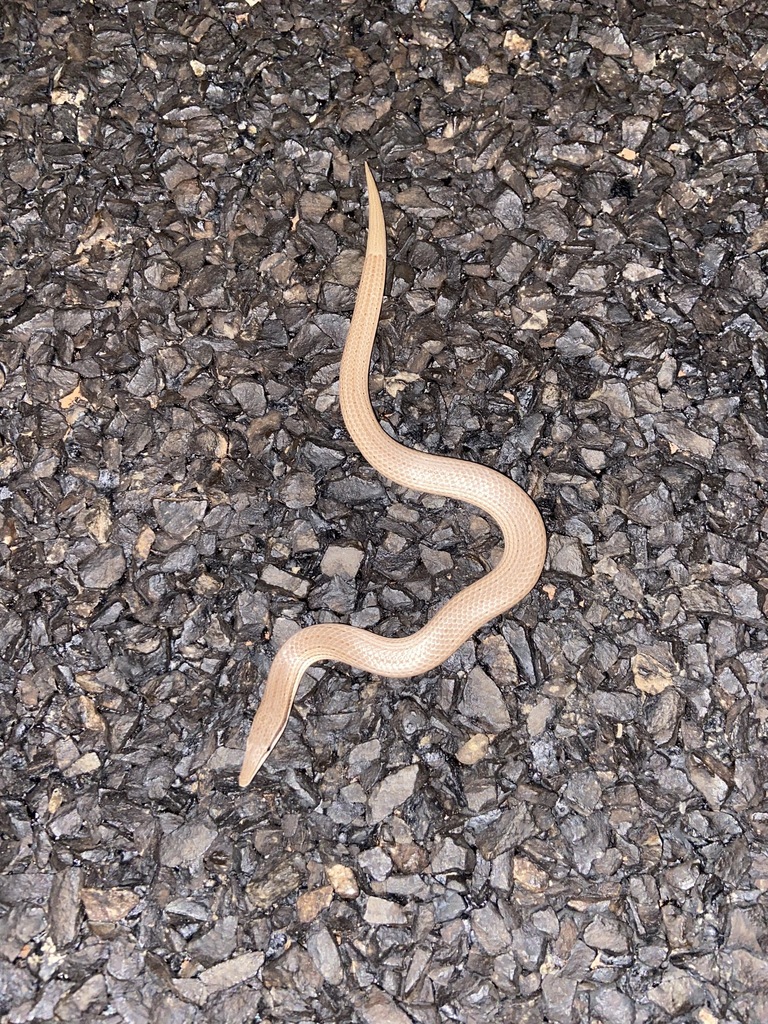 Burton's Snake-lizard from Coen QLD 4892, Australia on October 24, 2022 ...