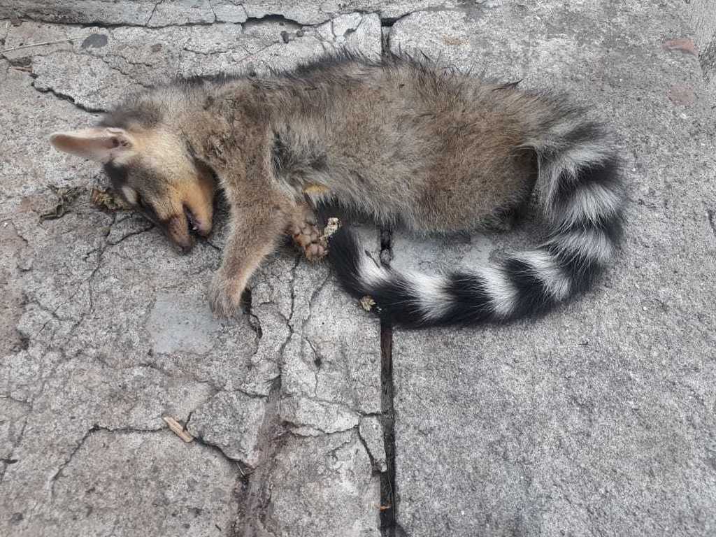 Ringtail from Yoalcoatl, La Magdalena Tlaltelulco, Tlax., México on ...