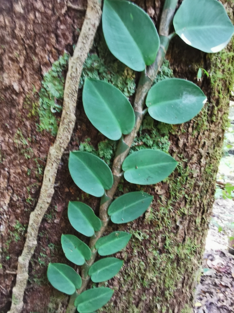 shingle plant from Wooroonooran QLD 4860, Australia on October 28, 2022 ...