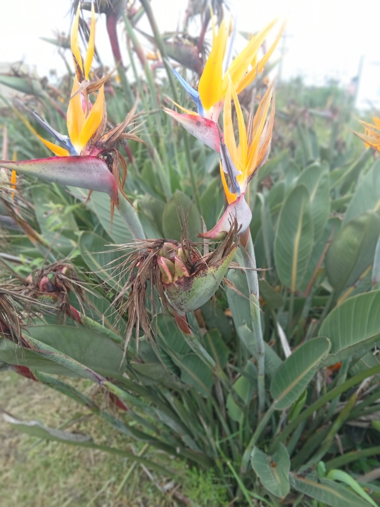 Crane Flower from Sunrise on Sea parkrun on October 28, 2022 at 12:01 ...