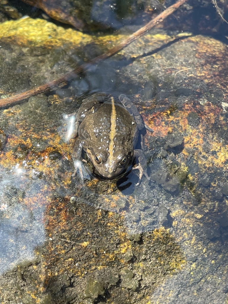 Chilean Four-eyed Frog from Polulo, Alhué, Metropolitana de Santiago ...
