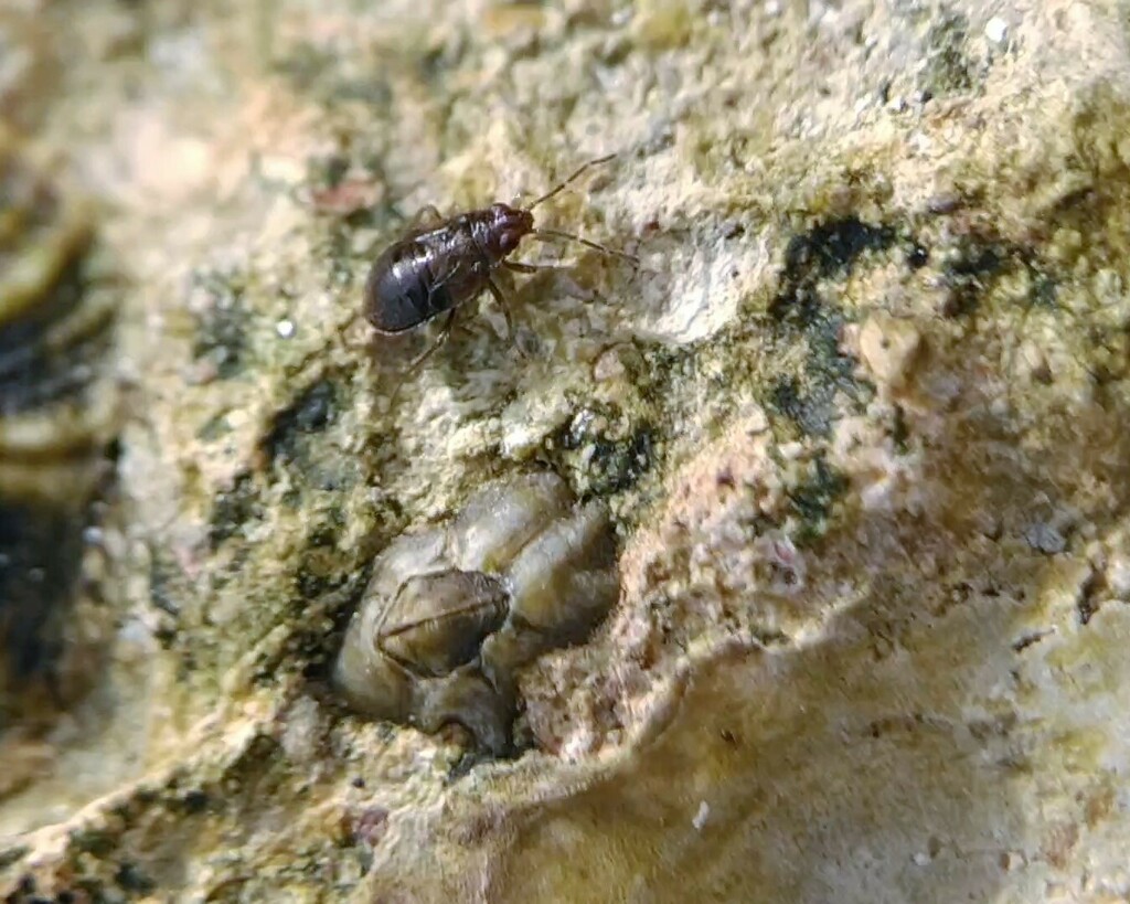 Shore bugs from Kuta, Badung Regency, Bali, Indonesia on October 11 ...
