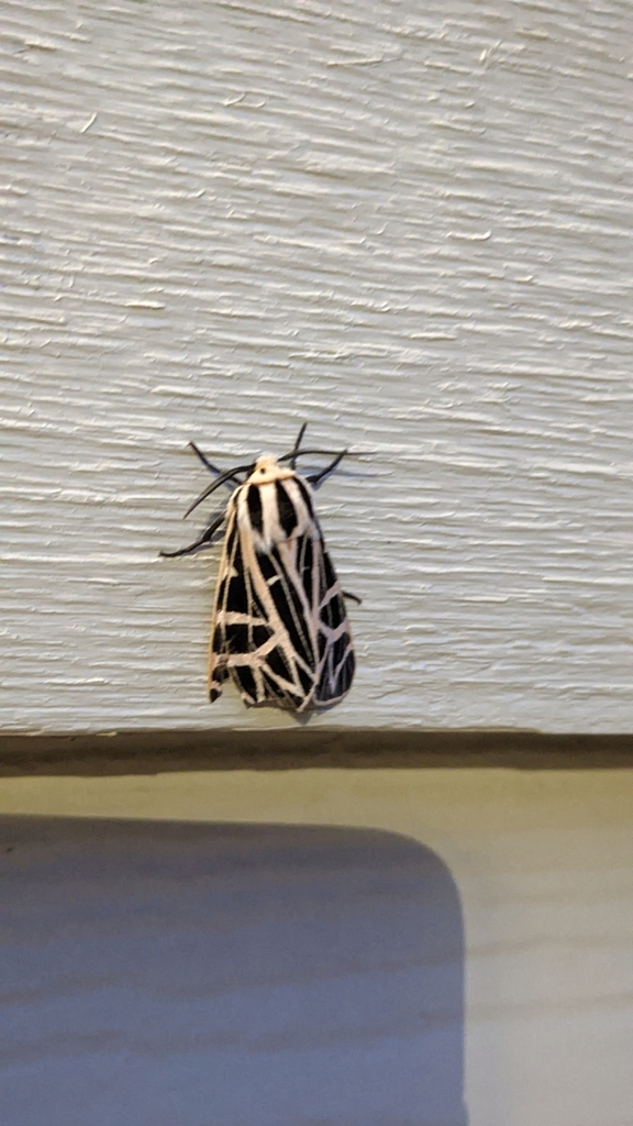 Parthenice Tiger Moth from Woodcreek, TX 78676, USA on October 28, 2022 ...