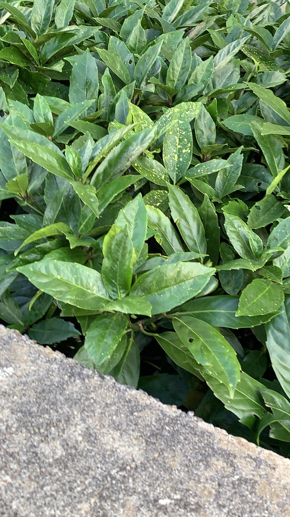 Japanese aucuba from Brest on October 28, 2022 at 04:31 PM by Charles ...