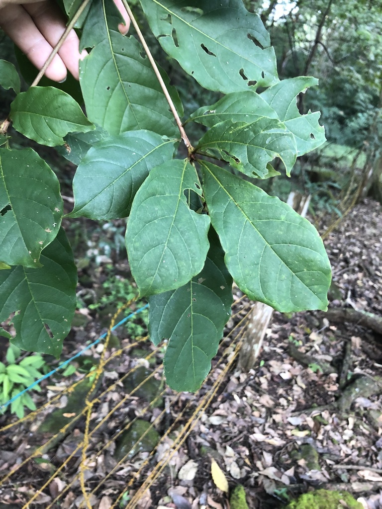Terminalia oblonga from Calle Mora, Atenas, Alajuela, CR on October 28 ...